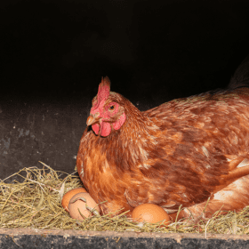 Buy The Best Chicken Coop For 10 Chickens | Coops And Cages