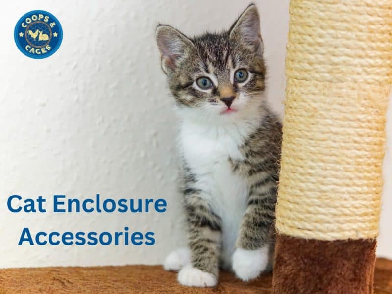 Get The Best Cat Enclosure Accessories | Coops And Cages