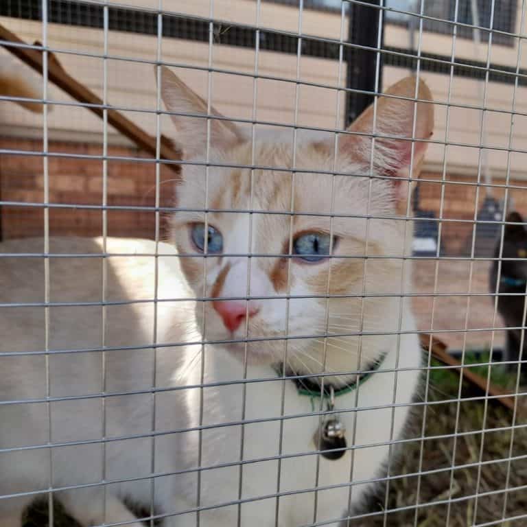 Easy Steps On How To Build A Cat Run Enclosure