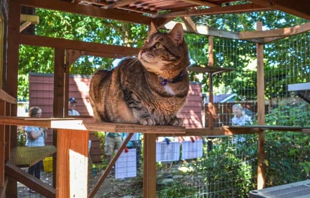 Easy Steps On How To Build A Cat Run Enclosure