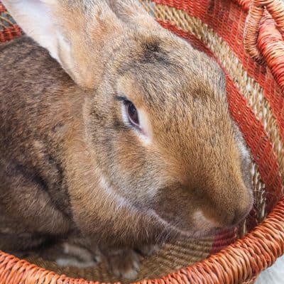 Flemish Giant Rabbit: Size, Care And Housing Tips