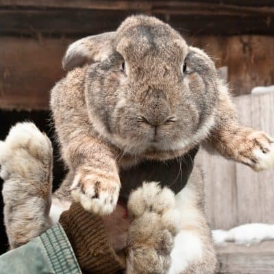 Flemish Giant Rabbit: Size, Care And Housing Tips