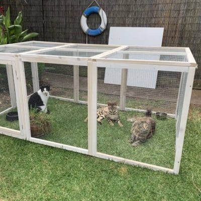 Easy Steps On How To Build A Cat Run Enclosure