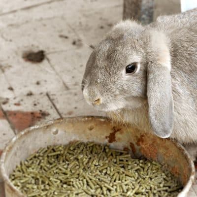 What Is The Best Diet For A Rabbit: Nutrition, Portions, And Treats