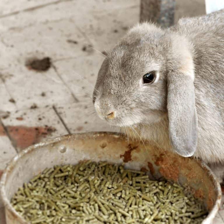 What Is The Best Diet For A Rabbit: Nutrition, Portions, And Treats