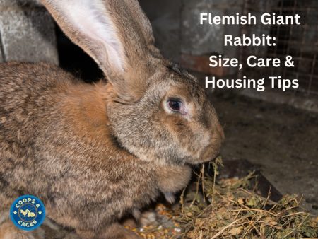 Flemish Giant Rabbit: Size, Care And Housing Tips