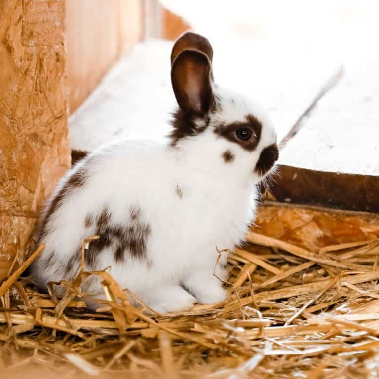 Effective Tips: How To Stop A Rabbit Chewing Its Hutch