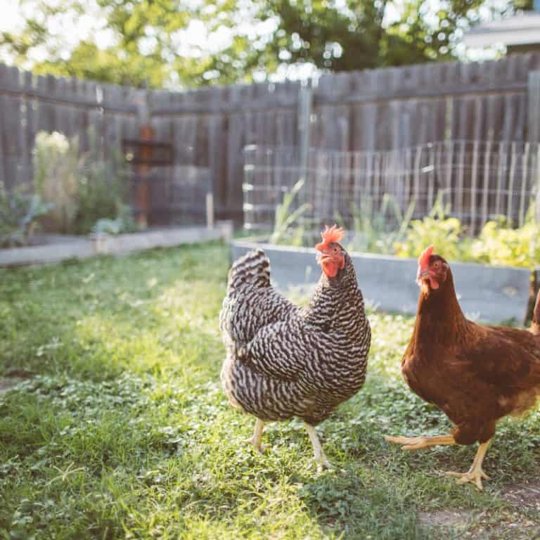 Aussie's Guide To Healthy And Safe Free Ranging Chickens