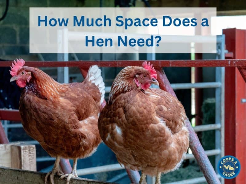 How Much Space Does A Hen Need? Understanding Your Chickens