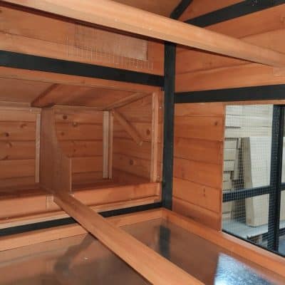 How Much Space Does A Hen Need? Understanding Your Chickens