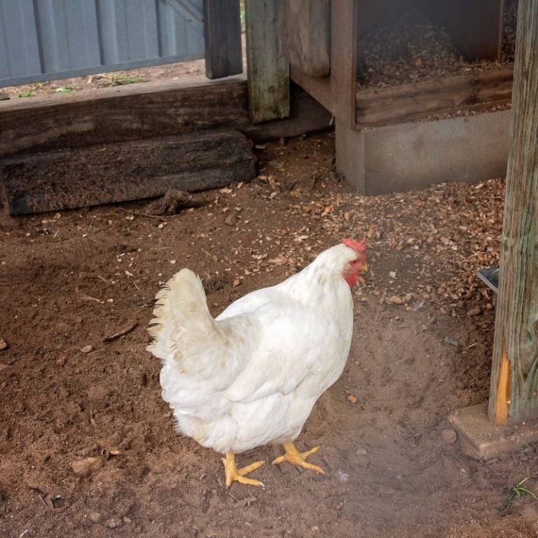 Essential Guide: How Much Area Does A Chicken Need?