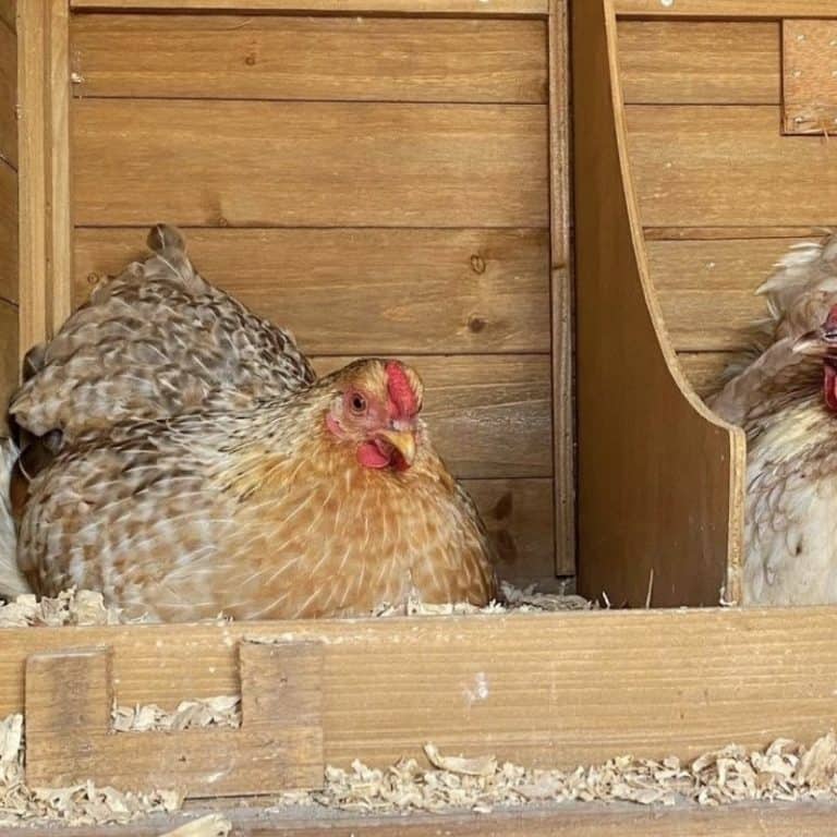 How Much Space Does A Hen Need? Understanding Your Chickens