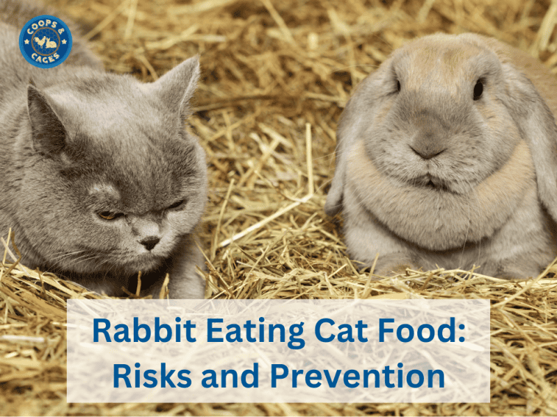 Rabbit Eating Cat Food: Risks And Prevention