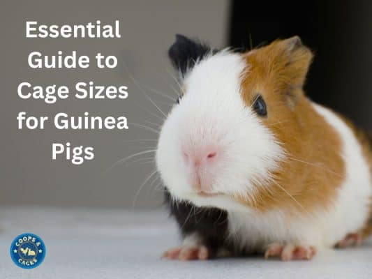 Essential Guide To Cage Sizes For Guinea Pigs