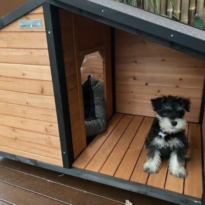 Aussie Guide To Successful Kennel Training Puppies