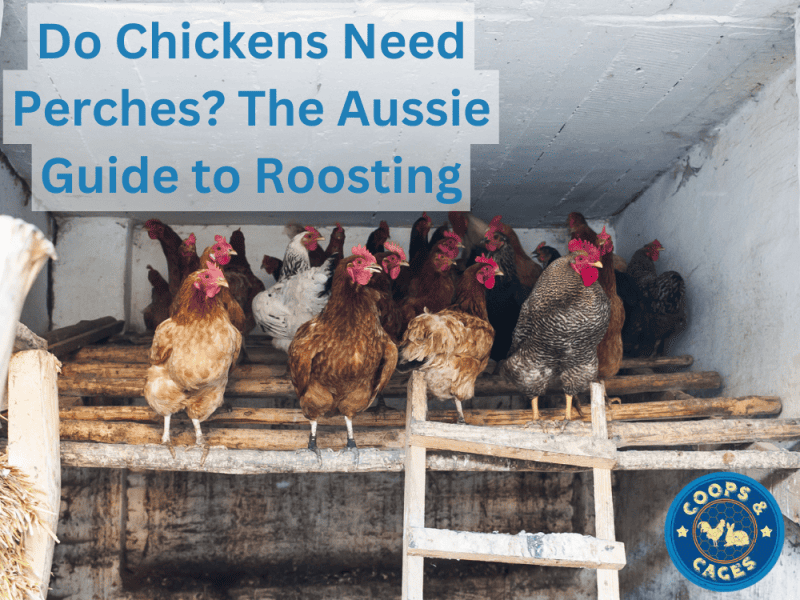 Do Chickens Need Perches? The Aussie Guide To Roosting