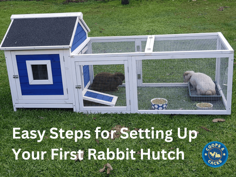 Easy Steps For Setting Up Your First Rabbit Hutch