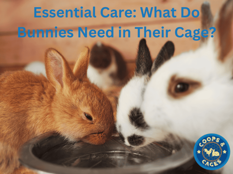 What Do Bunnies Need In Their Cage?