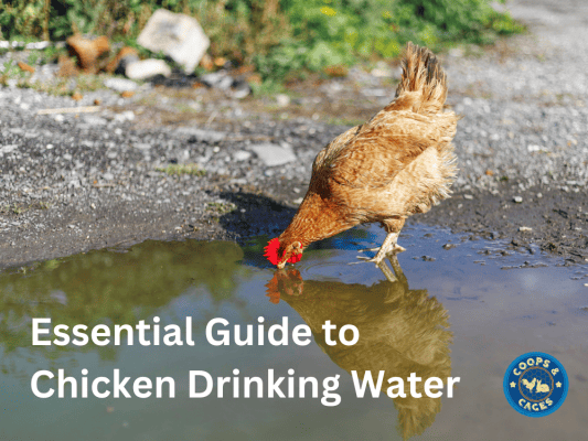 Essential Guide To Chicken Drinking Water