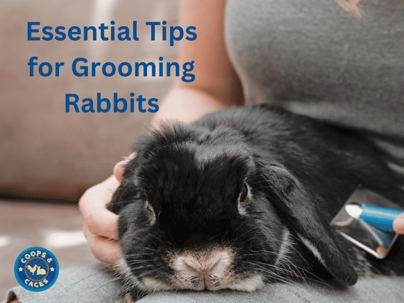 Essential Tips For Grooming Rabbits: A Pet Owner's Guide