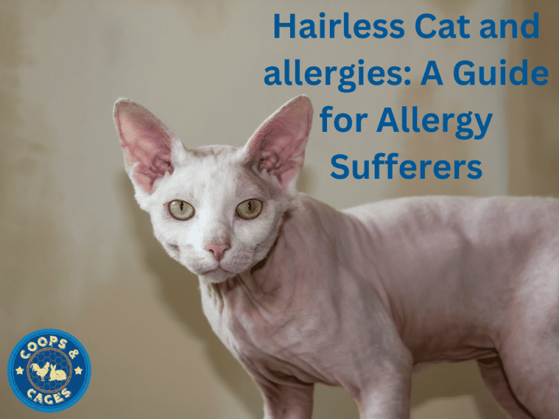 Hairless Cat And Allergies: A Guide For Allergy Sufferers