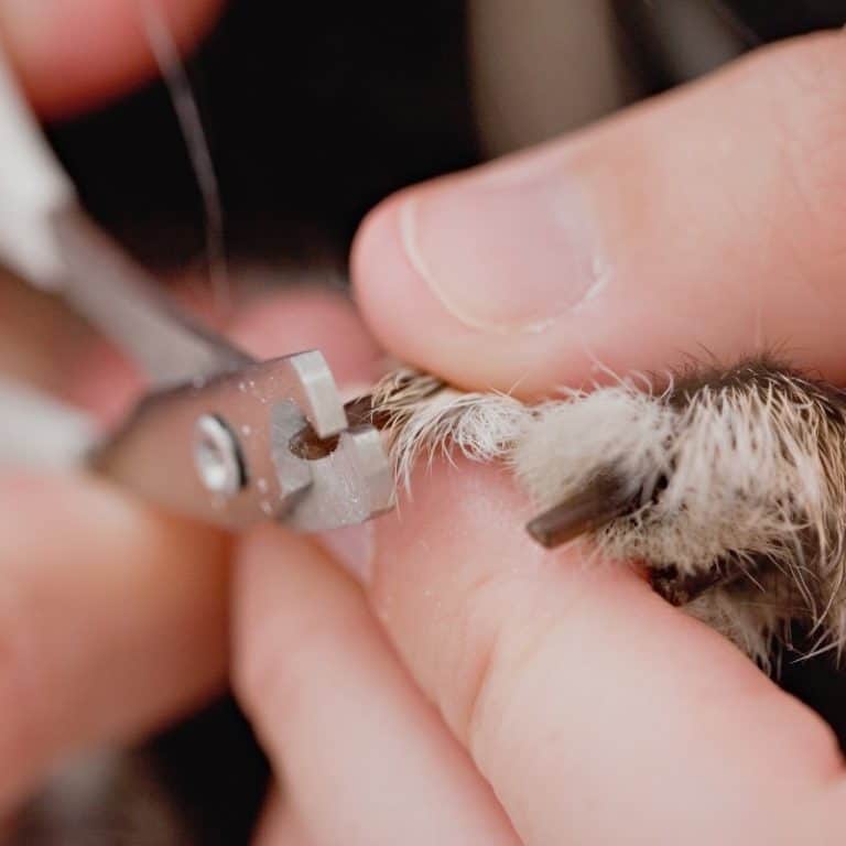 Essential Tips For Grooming Rabbits: A Pet Owner's Guide