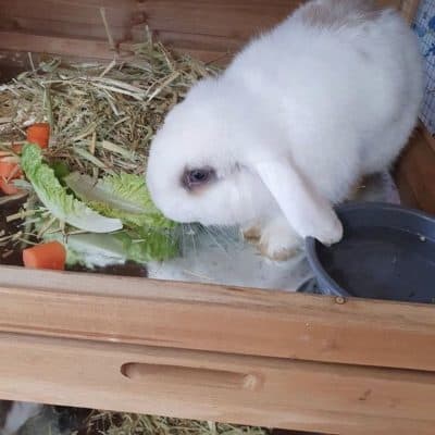 What Do Bunnies Need In Their Cage?