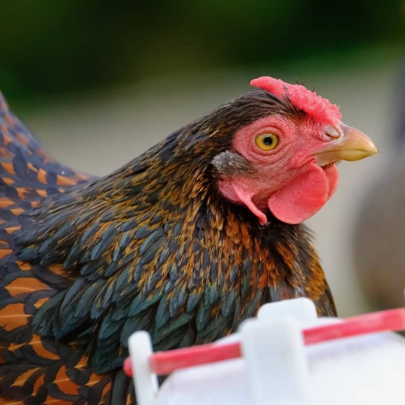 Essential Guide To Chicken Drinking Water