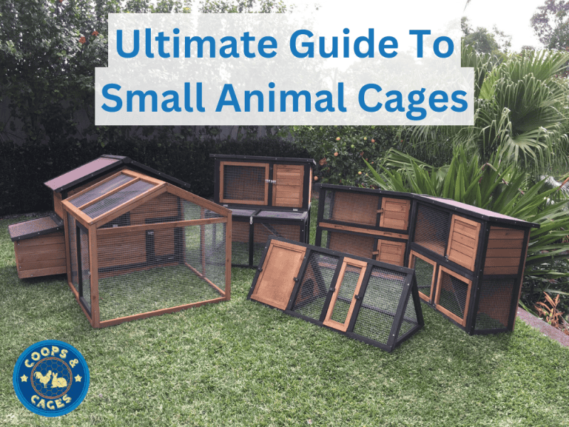 Ultimate Guide To Small Animal Cages: Safety & Comfort
