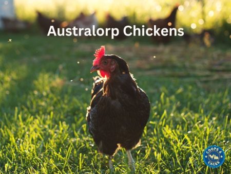 Australorp Chickens: The Friendly, Egg-Laying Superstars
