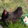 Australorp Chickens: The Friendly, Egg-Laying Superstars