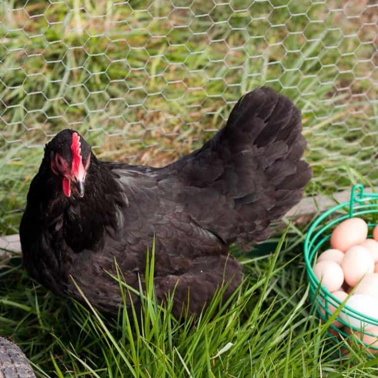 Australorp Chickens: The Friendly, Egg-Laying Superstars