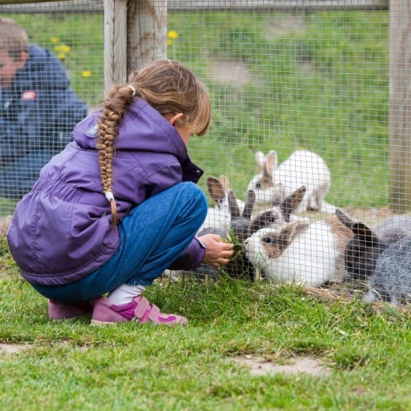 A Guide On What NOT To Feed Your Rabbits | Coops & Cages