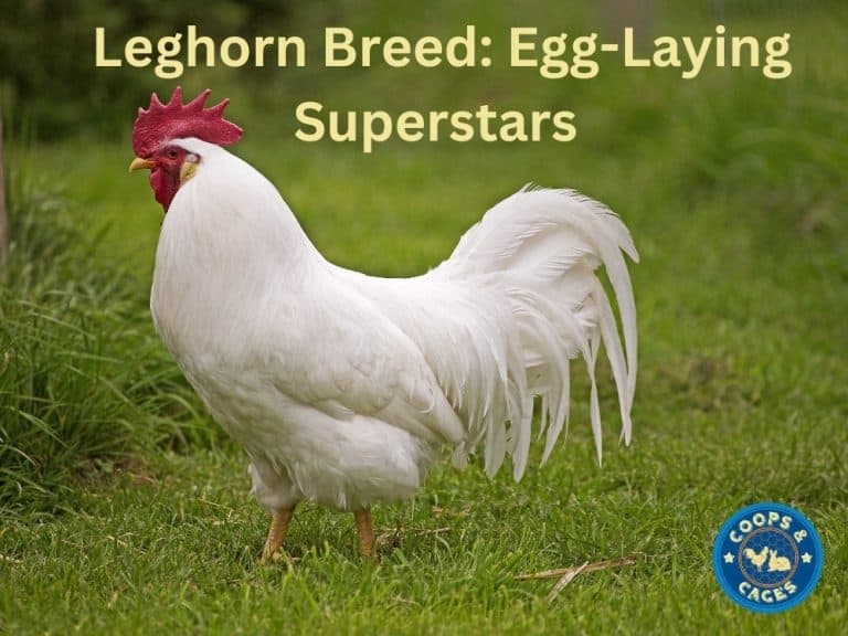 Leghorn Breed: The Egg-Laying Superstars You Need
