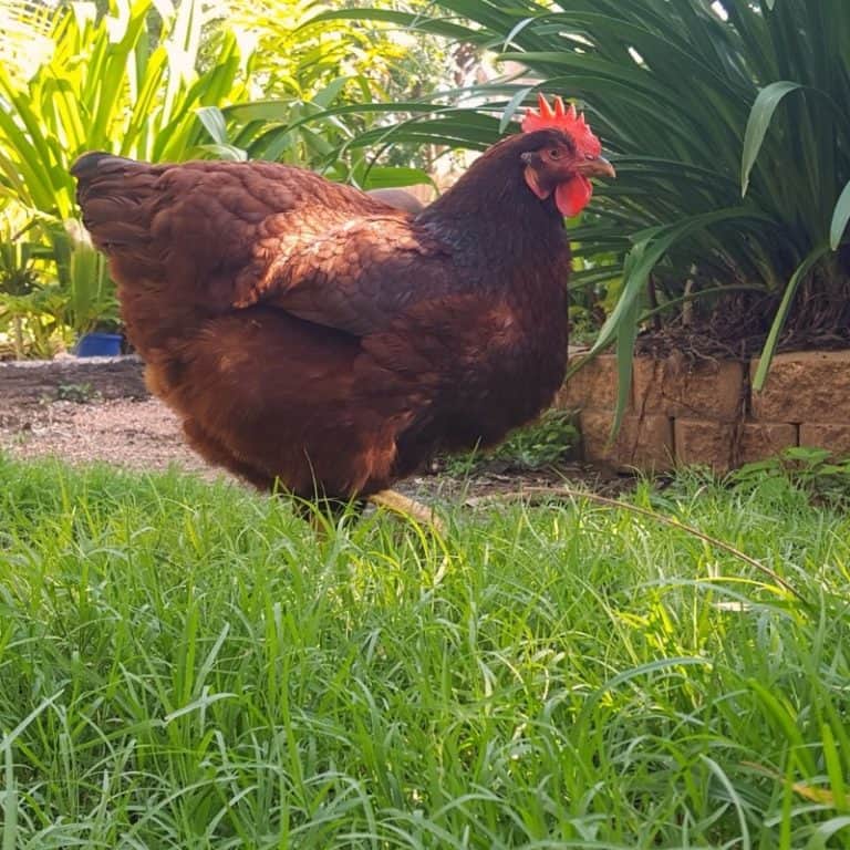 Rhode Island Red Hen: The Ultimate Backyard Chicken Guide
