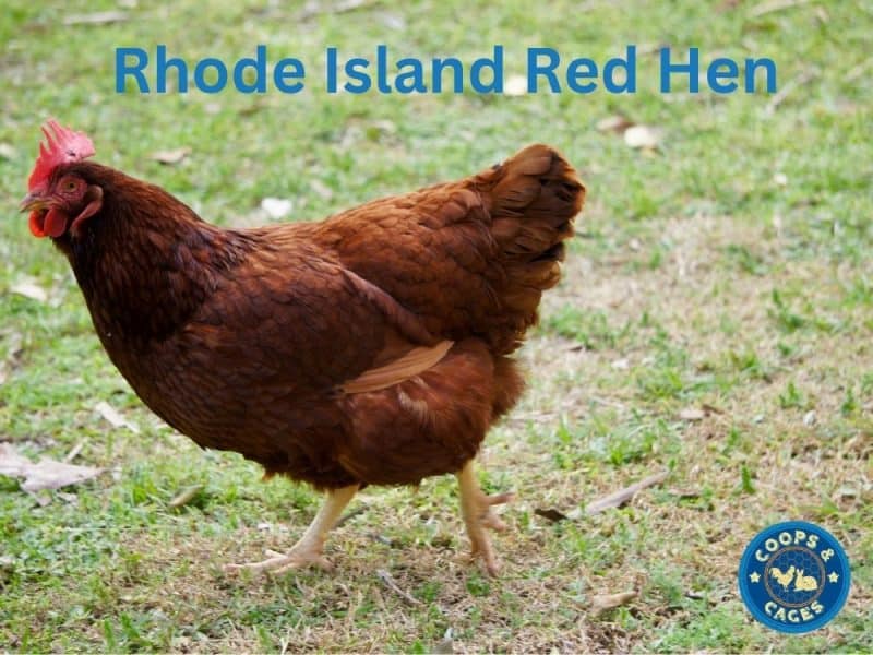 Rhode Island Red Hen: The Ultimate Backyard Chicken Guide