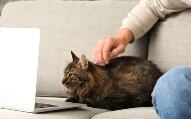 The Ultimate Cat Information Guide - Learn More About Cats