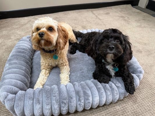 Large Light Grey Buster Pet Bed