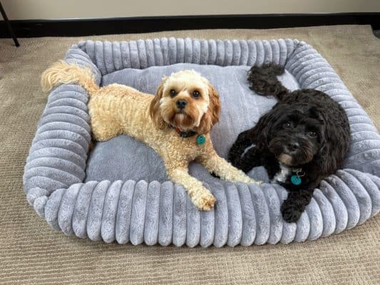 XXL Light Grey Buster Pet Bed