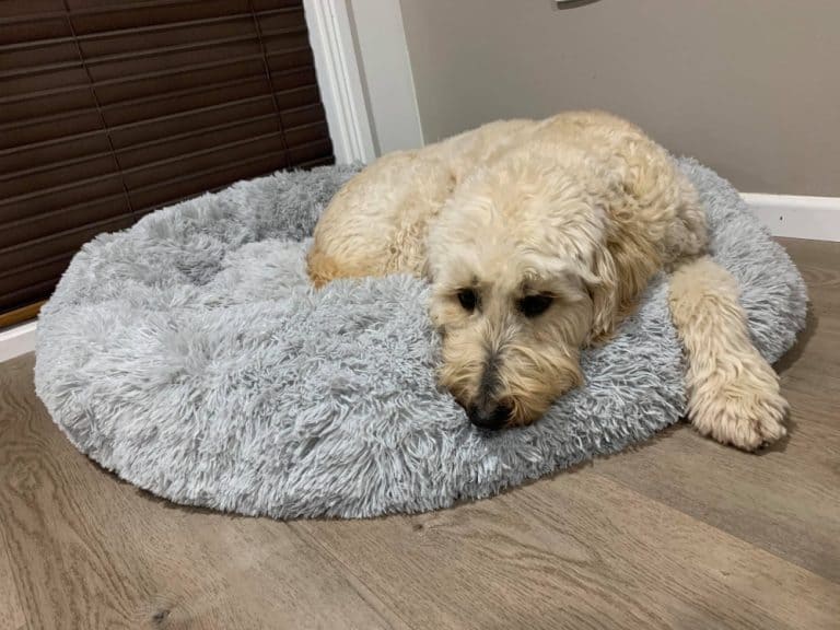 Extra Large Dog Beds - Premium XL Dog Beds For Sale